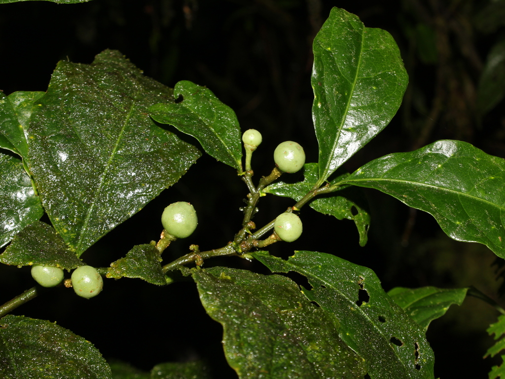 nightshades from Provincia de Alajuela, Sarchí, Costa Rica on September ...