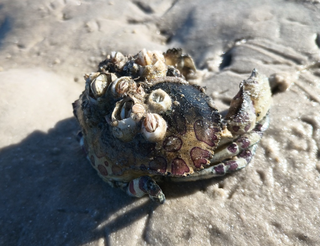 Turtle Barnacle from Pinellas County, FL, USA on September 4, 2023 at ...