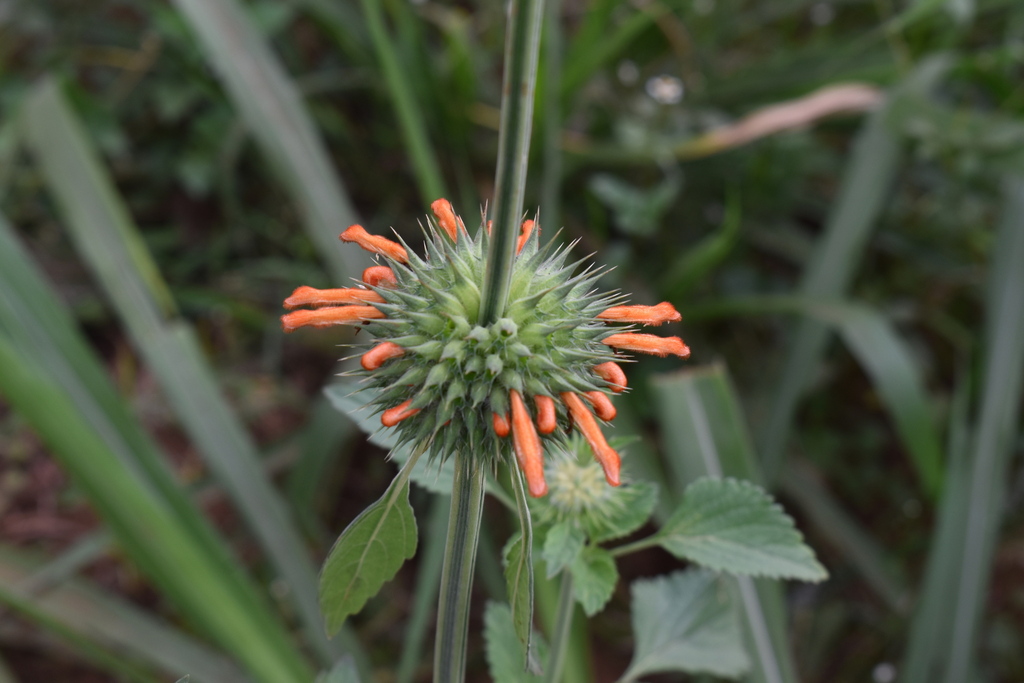 lion's ear from Rugezi Wetland, Rwanda on June 23, 2023 at 02:09 PM by ...
