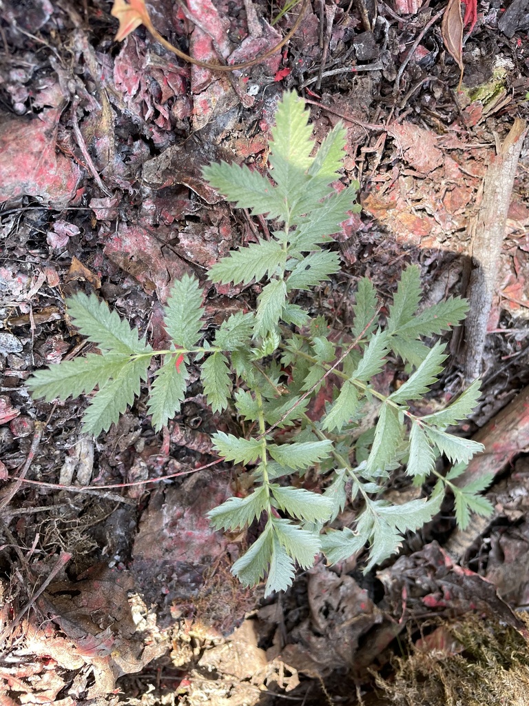 common silverweed from Oroville, WA, US on September 5, 2023 at 01:41 ...
