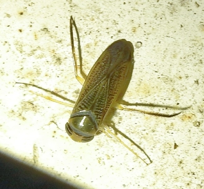 Cymatia apparens from Dalian, CN-LN, CN on September 6, 2023 at 07:20 ...