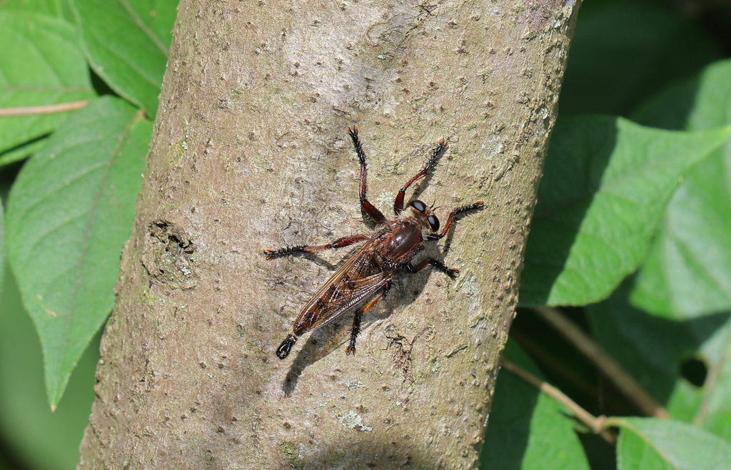 Giant Robber Flies from Greene County, OH, USA on September 5, 2023 at ...