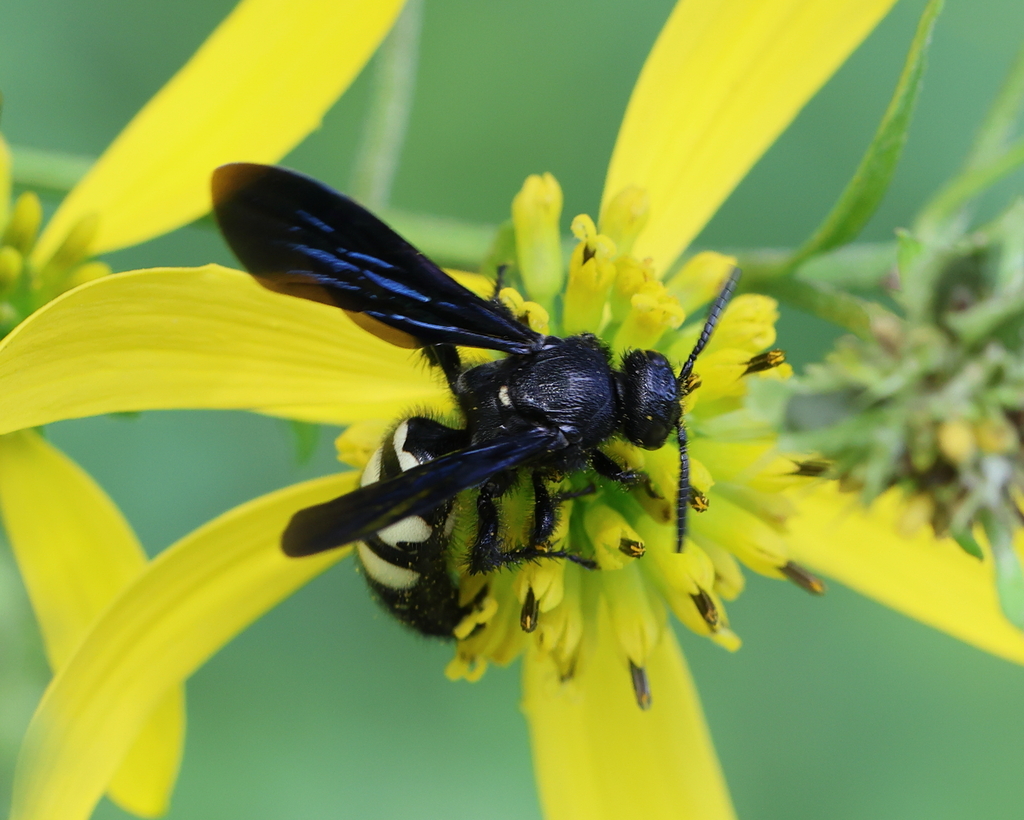 Ants, Bees, and Stinging Wasps from Greene County, OH, USA on September ...