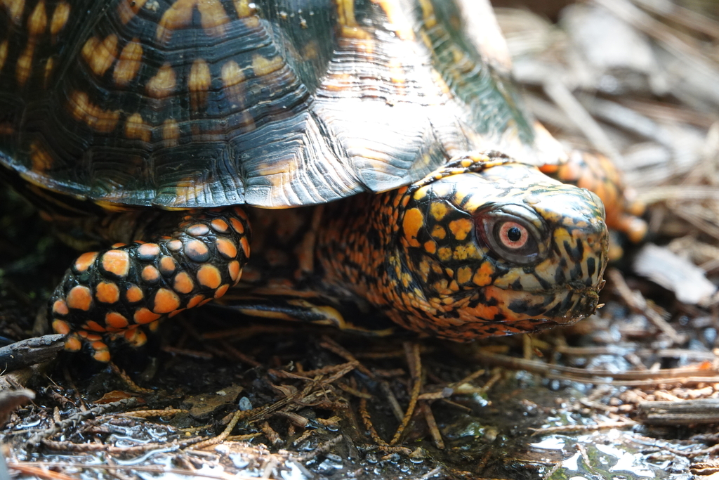 Common Box Turtle in June 2023 by cmcbirder · iNaturalist