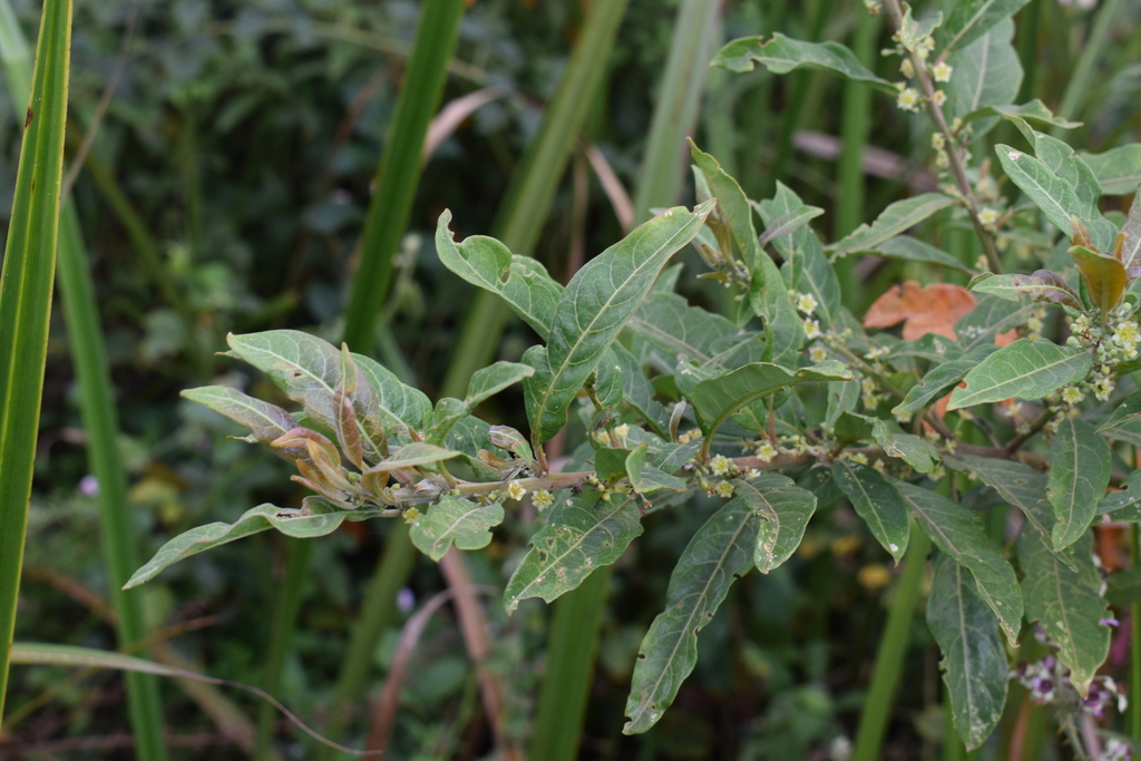 Large Lightning Bush from Rugezi Wetland, Rwanda on June 23, 2023 at 02 ...