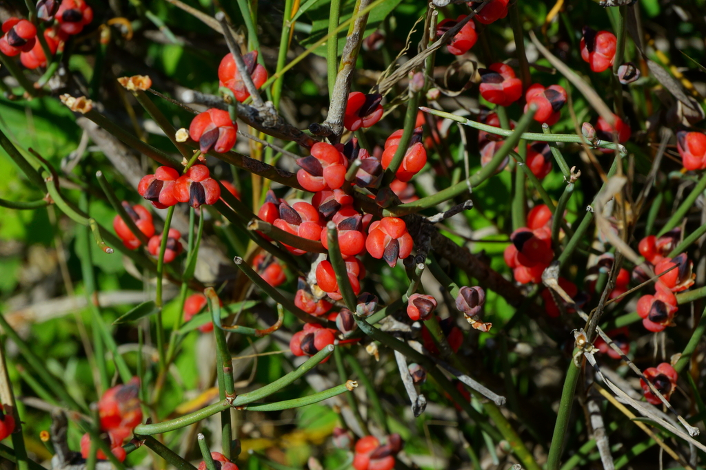 Ephedra compacta from Ramos Arizpe, Coah., México on April 19, 2015 at ...