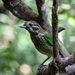 Spotted Catbird (Ailuroedus maculosus) · iNaturalist