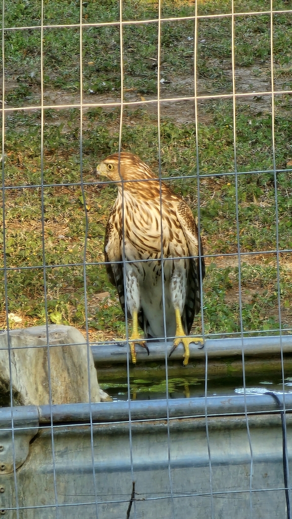 Cooper's Hawk from Knippa, TX, USA on September 5, 2023 at 06:45 PM by ...