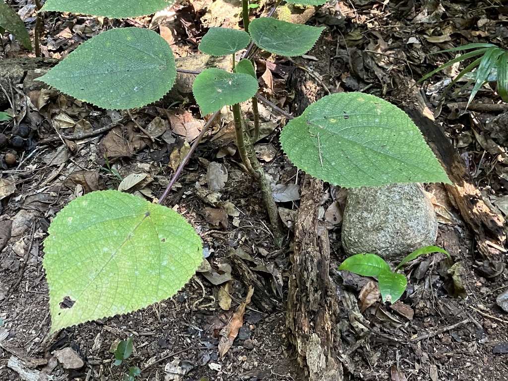 Gympie Stinging Tree from Mossman Gorge, QLD, AU on September 1, 2023 ...