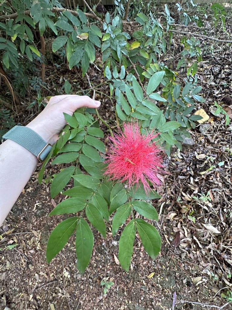 scarlet powder-puff from Multi Use Trl, Alderley, QLD, AU on September ...