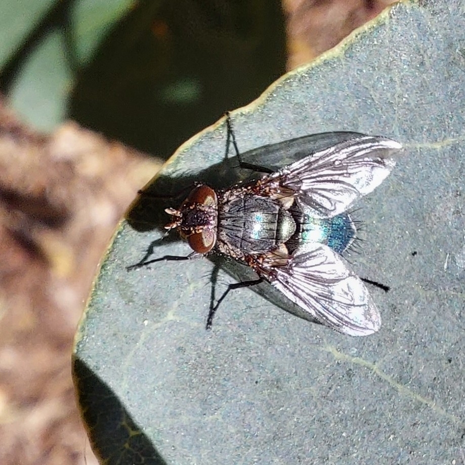 Calliphorinae from Lockleys SA 5032, Australia on September 6, 2023 at ...