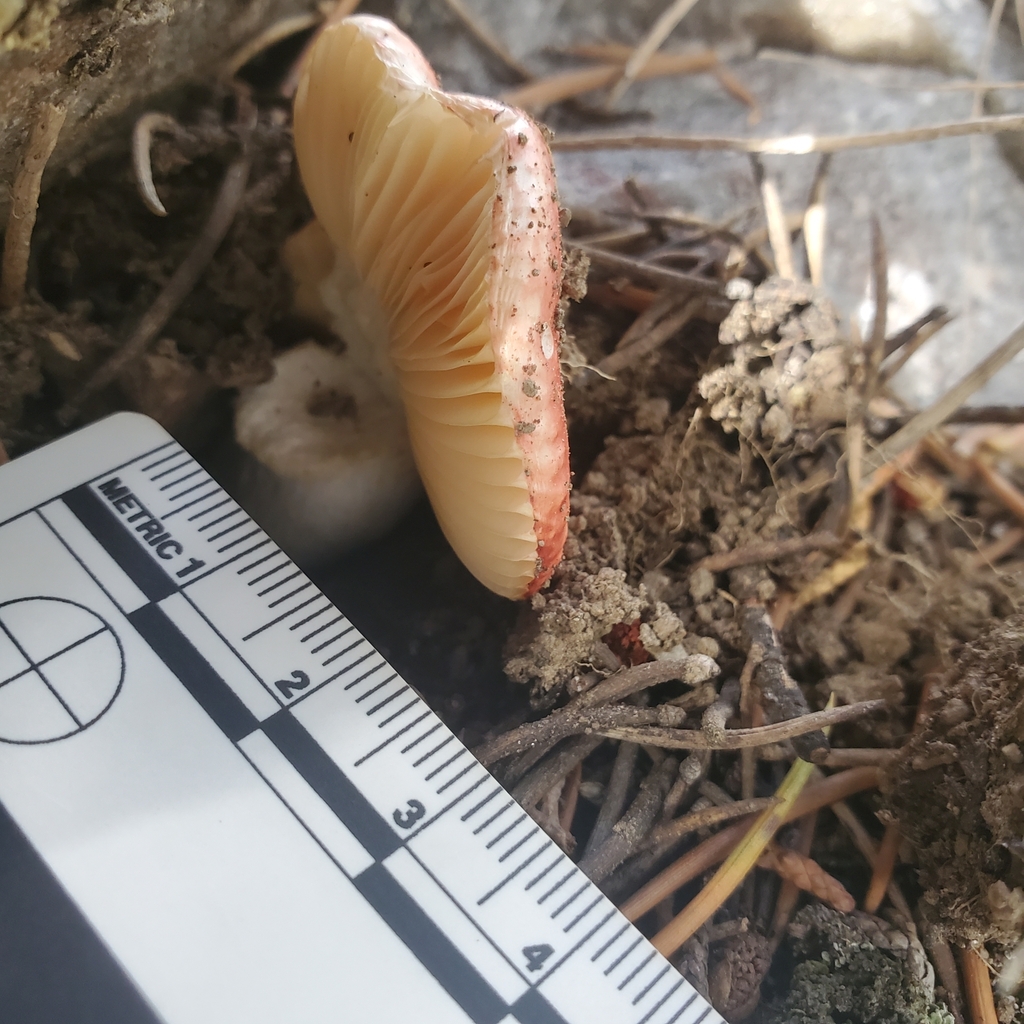 brittlegills from Baker, NV 89311, USA on September 4, 2023 at 04:01 PM ...