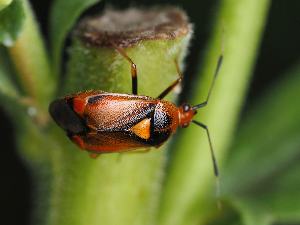 red-spotted plant bug from Prospect Park (incl. Brooklyn Botanic Garden ...
