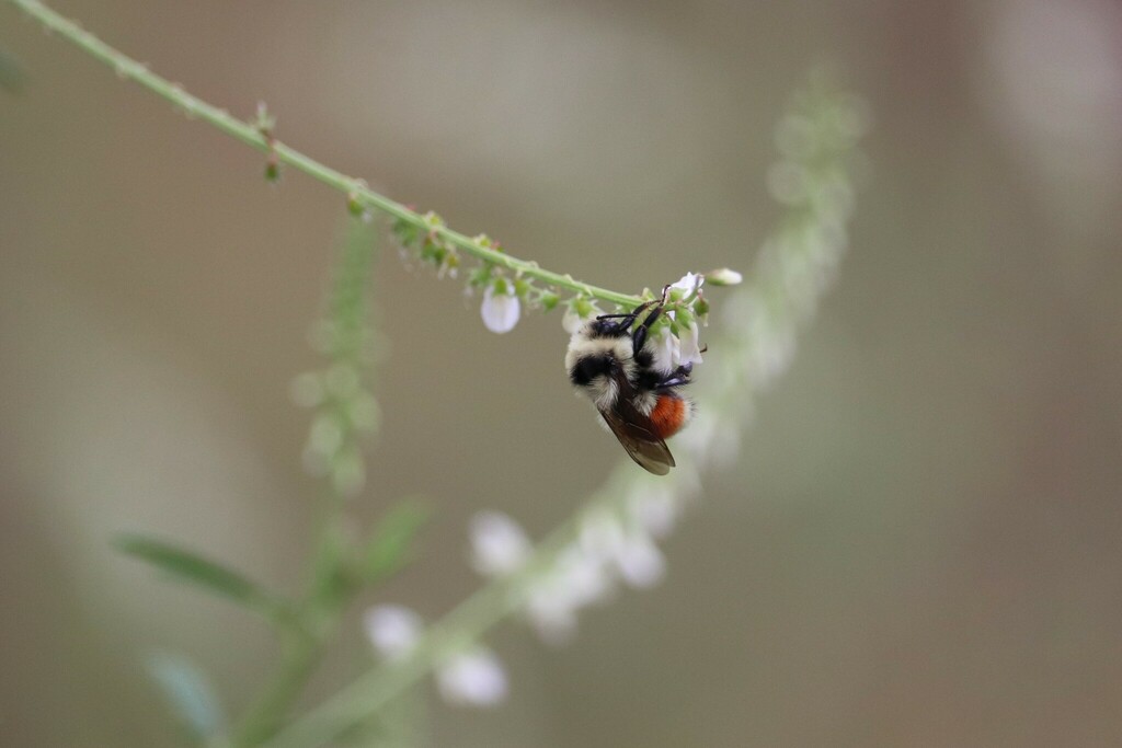 Hunt's Bumble Bee from Woods Canyon Lake, Arizona, USA on August 14 ...