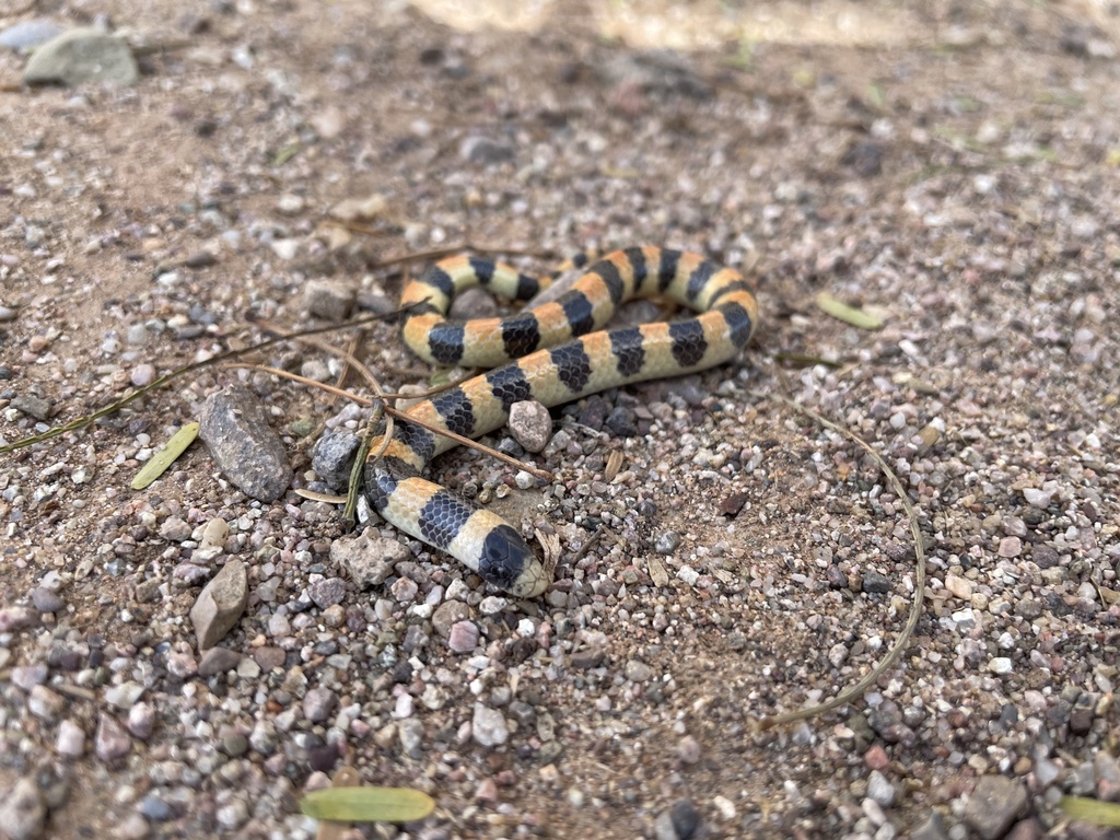 Banded Sand Snake from Green Valley, AZ, US on August 22, 2022 at 09:41 ...