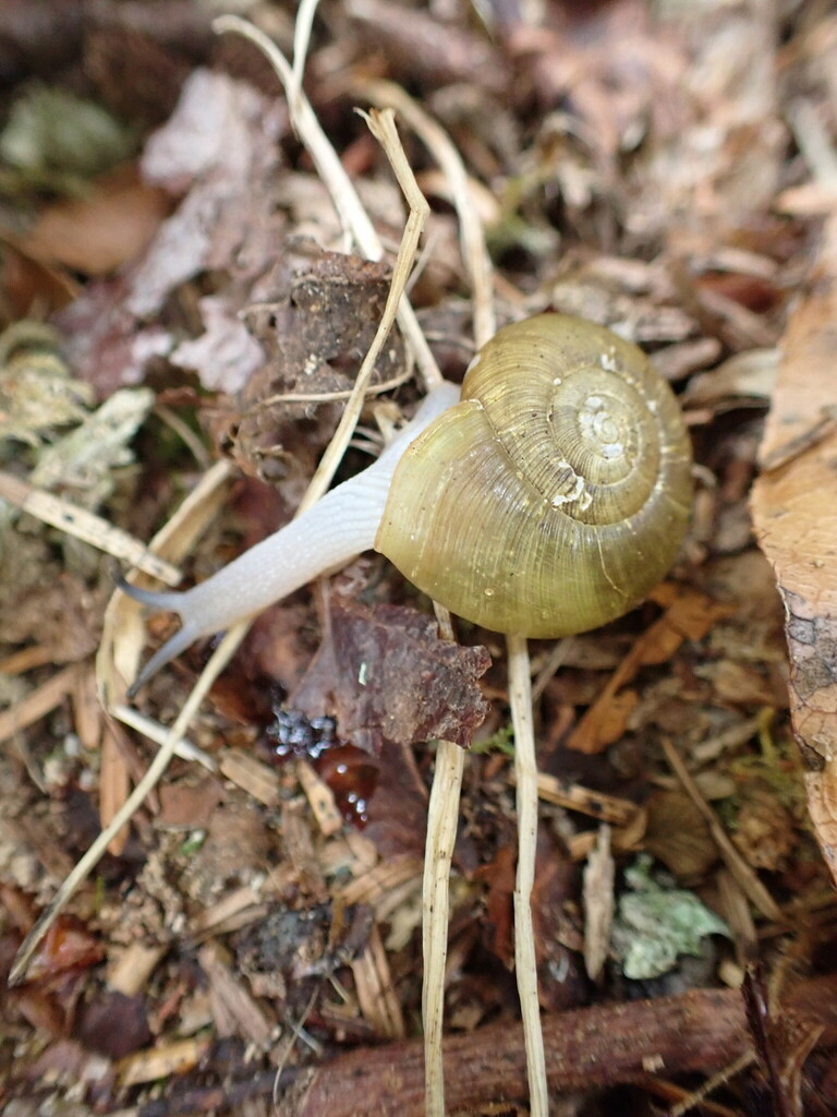 Beaded Lancetooth Snail from Alberni-Clayoquot, BC, Canada on August 28 ...