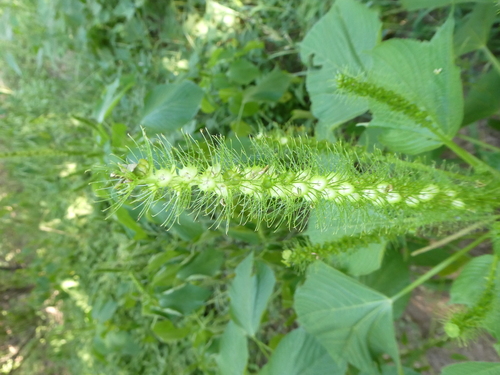 Acalypha polystachya · iNaturalist United Kingdom