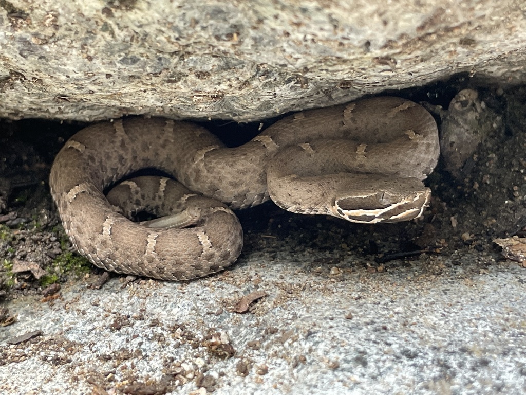 Arizona Ridgenose Rattlesnake in September 2022 by himynameisjaye ...