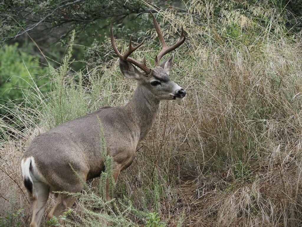 Mule Deer from Sierra Madre, CA 91024, USA on September 5, 2023 at 09: ...