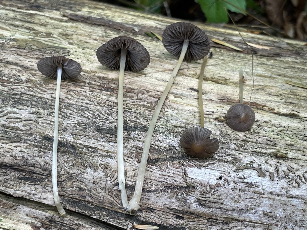 red edge brittlestem from I-90 W, Issaquah, WA, US on September 5, 2023 ...