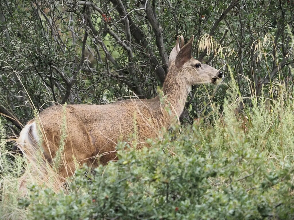 Mule Deer from Sierra Madre, CA 91024, USA on September 5, 2023 at 09: ...