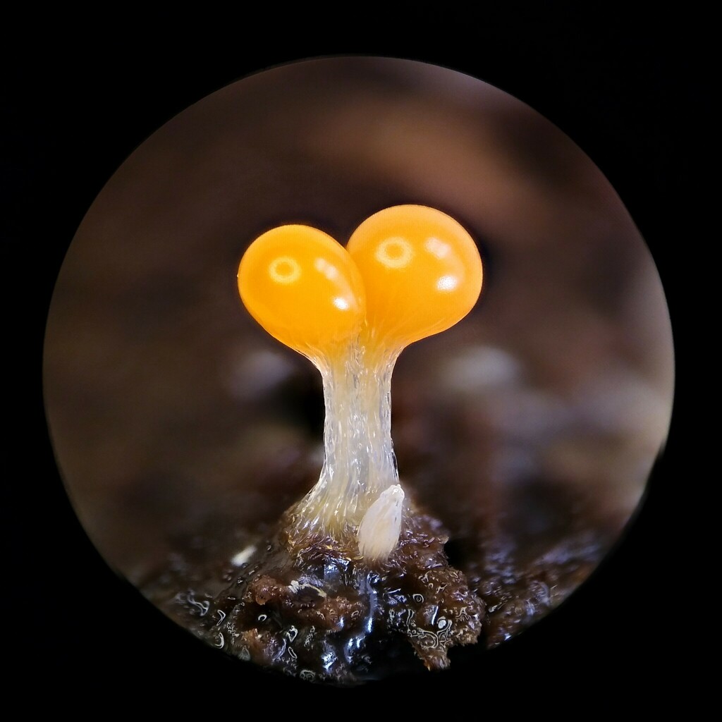 Trichia crateriformis from Clonbinane VIC 3658, Australia on September ...