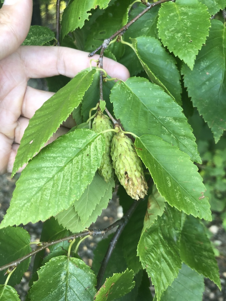 yellow birch from Maple Leaf Lake, Alborn, MN, US on September 4, 2023 ...