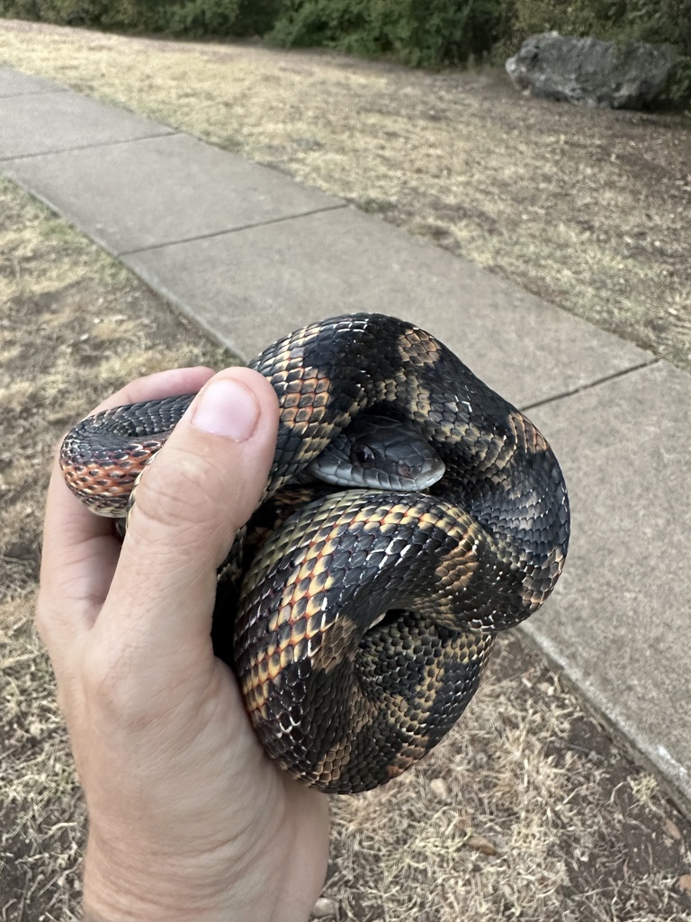 Western Ratsnake from Frate Barker Rd, Austin, TX, US on September 4 ...