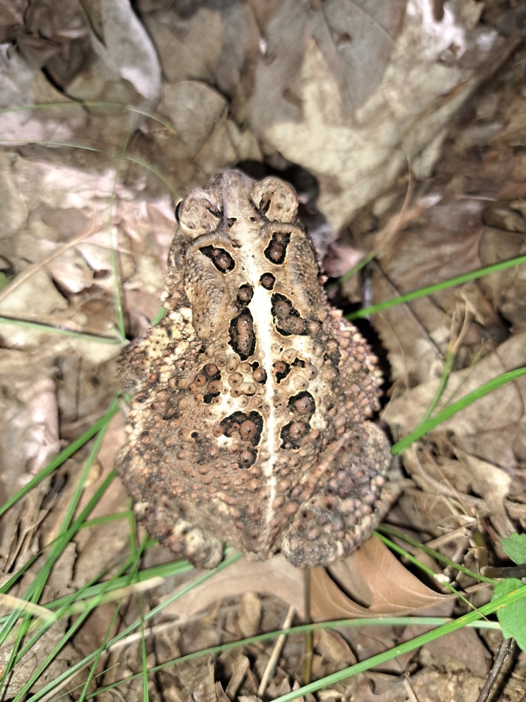 American Toad from Mt Kisco, NY 10549, USA on September 5, 2023 at 04: ...