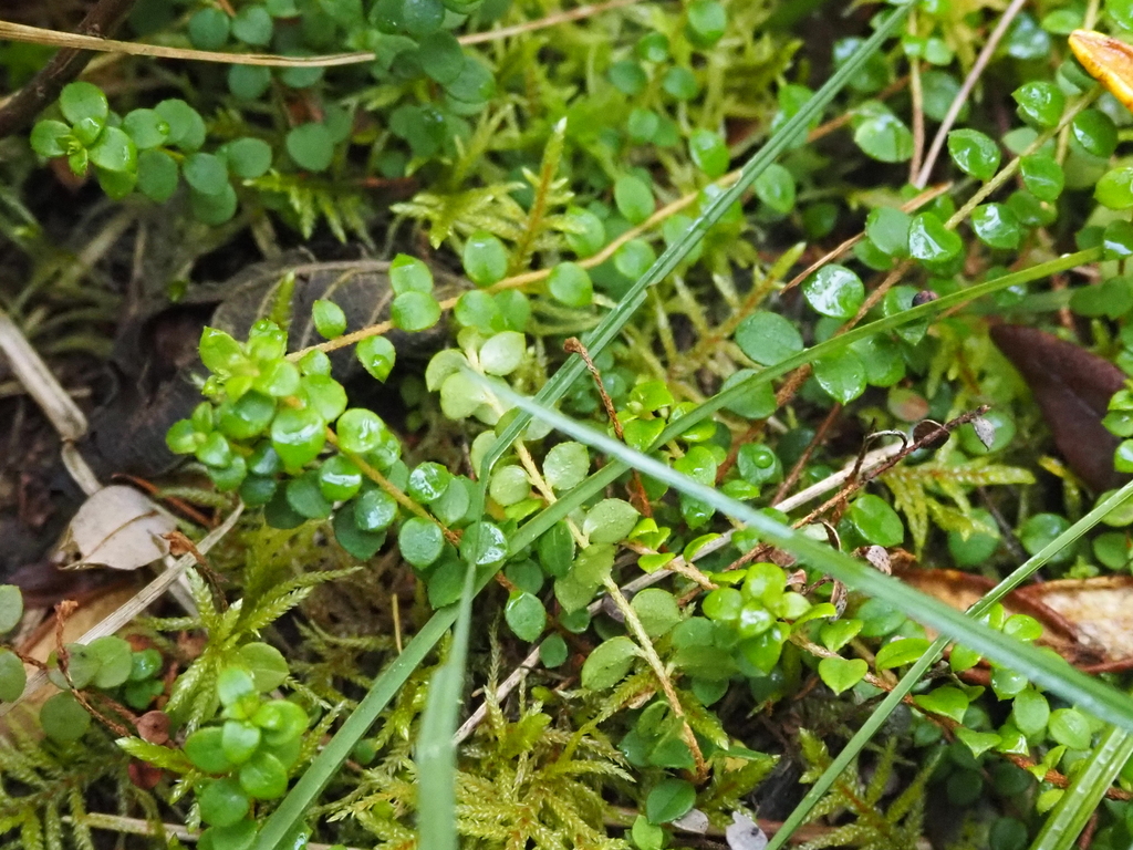 creeping snowberry from Wolcott, VT 05680, USA on September 2, 2023 at ...