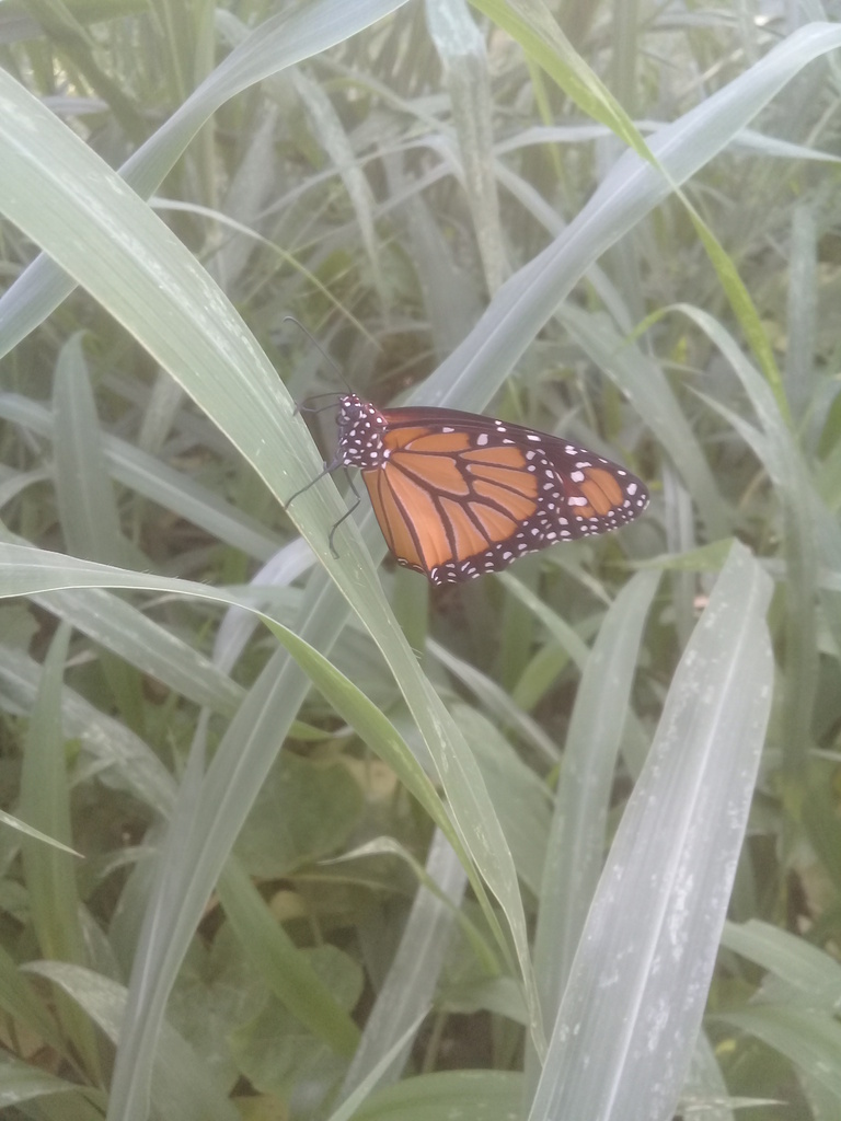 Tiger Milkweed Butterflies from Tocuyito, Carabobo, Venezuela on ...
