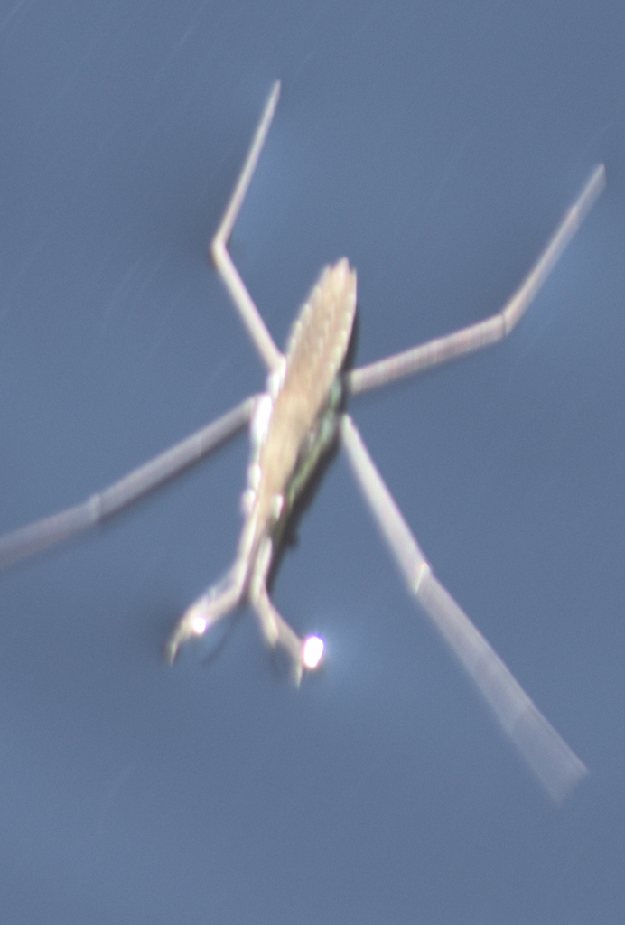 North American Common Water Strider from Olbrich Gardens, Madison, WI ...