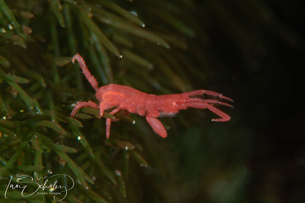 Podoceridae from London Bridge Rd, Portsea VIC 3944, Australia on ...