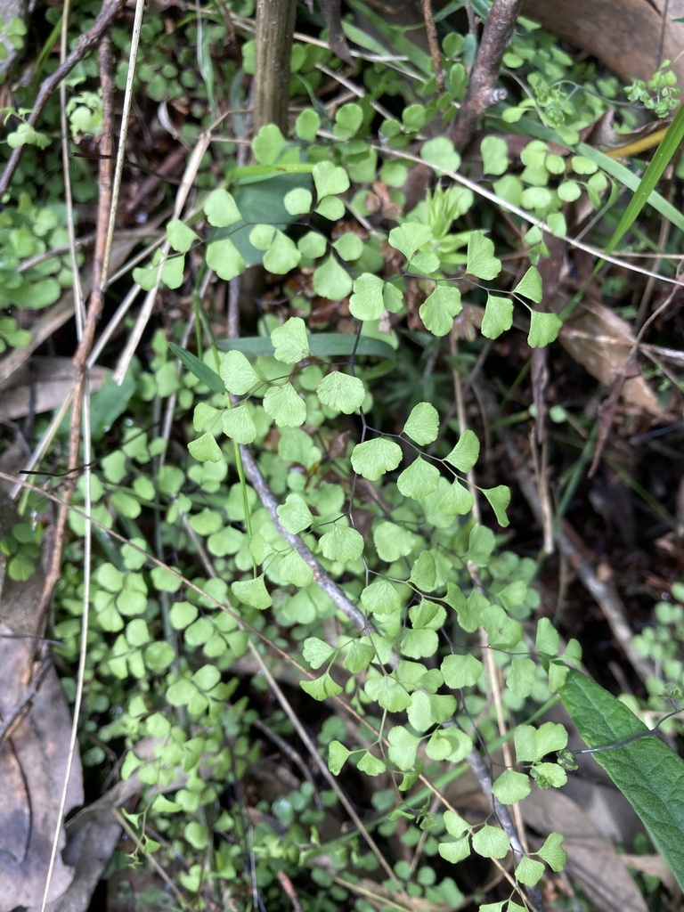 common maidenhair fern from Brennans Bushland Reserve, Beaconsfield ...