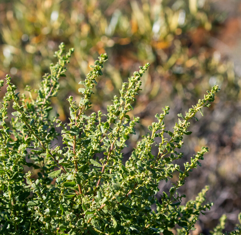 coyote brush from Mount Diablo Summit Area, Contra Costa County, CA ...