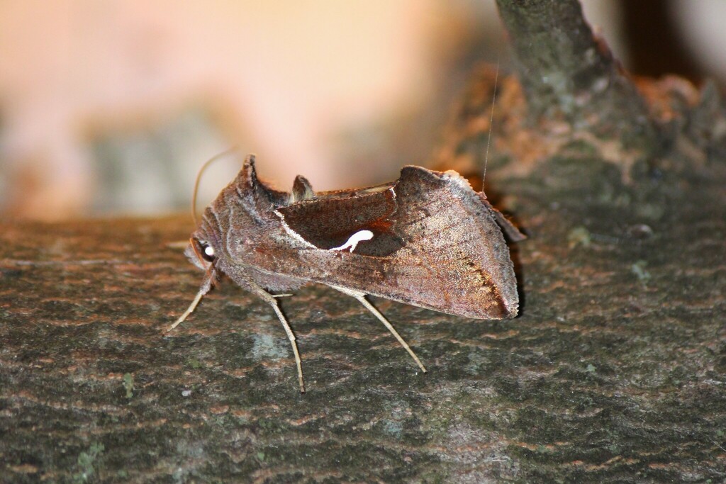 Celery Looper Moth from St Louis County, MN, USA on September 2, 2023 ...