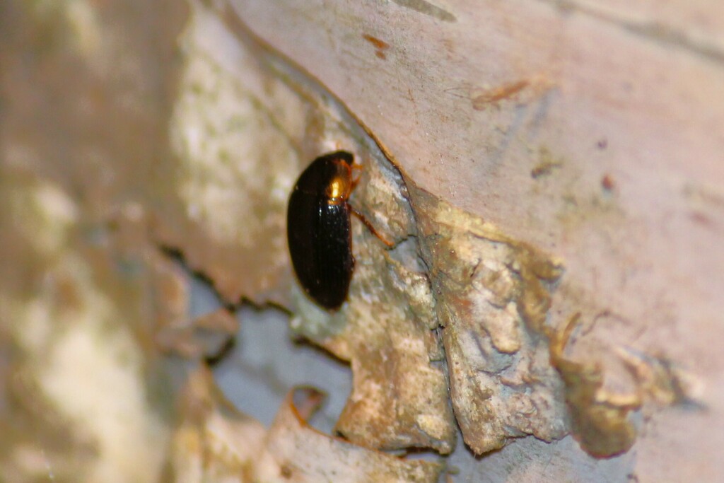 Water Scavenger Beetles from St Louis County, MN, USA on September 2 ...