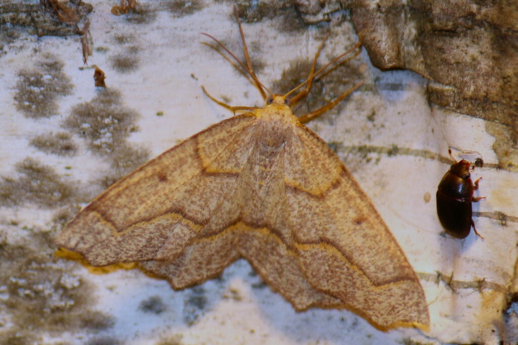 Hemlock Looper Moth from St Louis County, MN, USA on September 3, 2023 ...