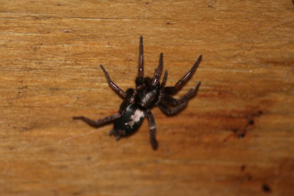 Eastern Parson Spider from St Louis County, MN, USA on September 3 ...