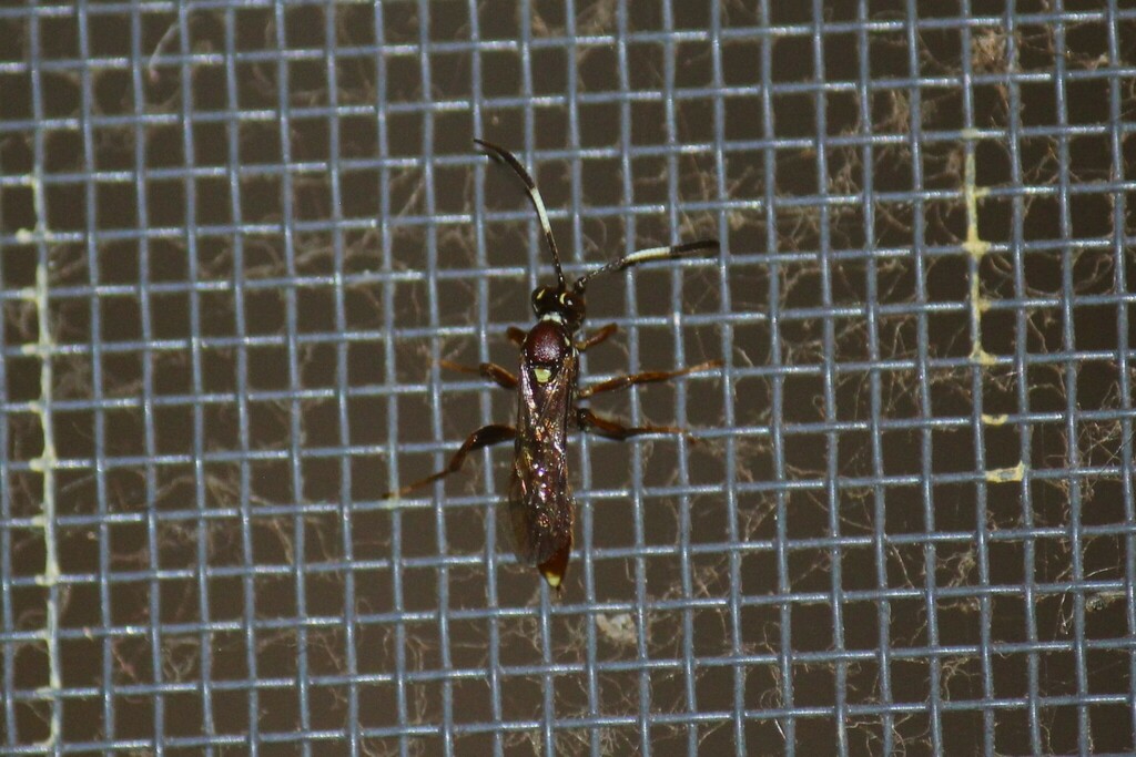 Metopius from St Louis County, MN, USA on September 3, 2023 at 11:38 PM ...