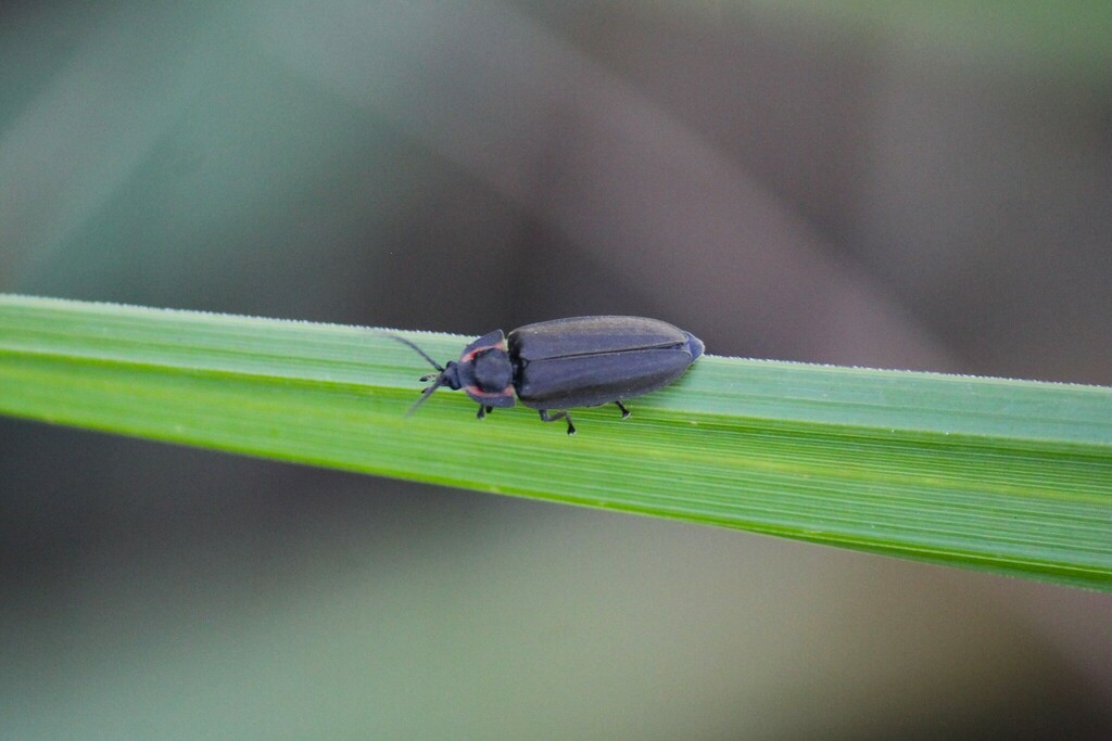 Winter Firefly from St Louis County, MN, USA on September 4, 2023 at 11 ...