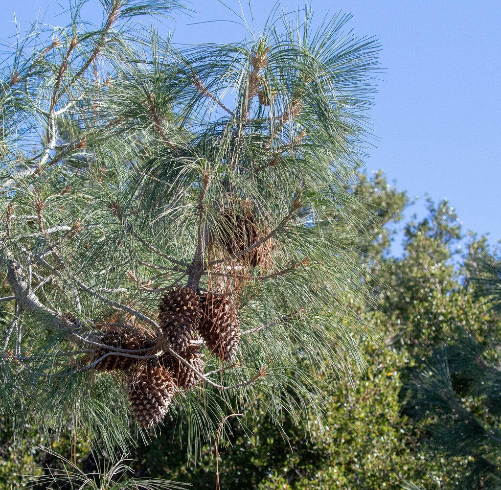 gray pine from Mount Diablo Summit Area, Contra Costa County, CA, USA ...