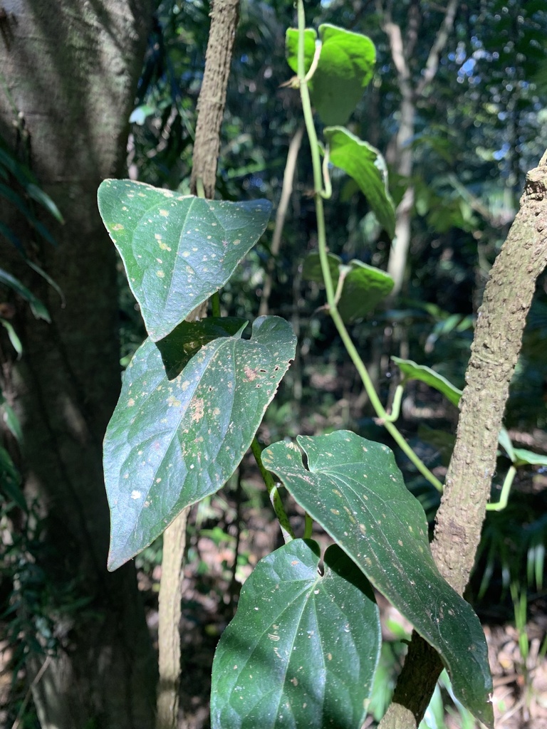 Australian Pepper Vine from Dowle St, Bellingen, NSW, AU on September 5 ...