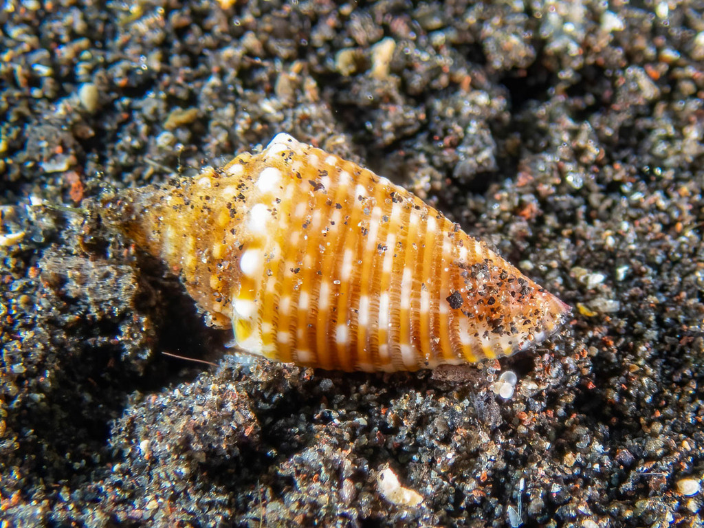 Sharp-angled Cone from Tulamben, Karangasem Regency, Bali, Indonesia on ...