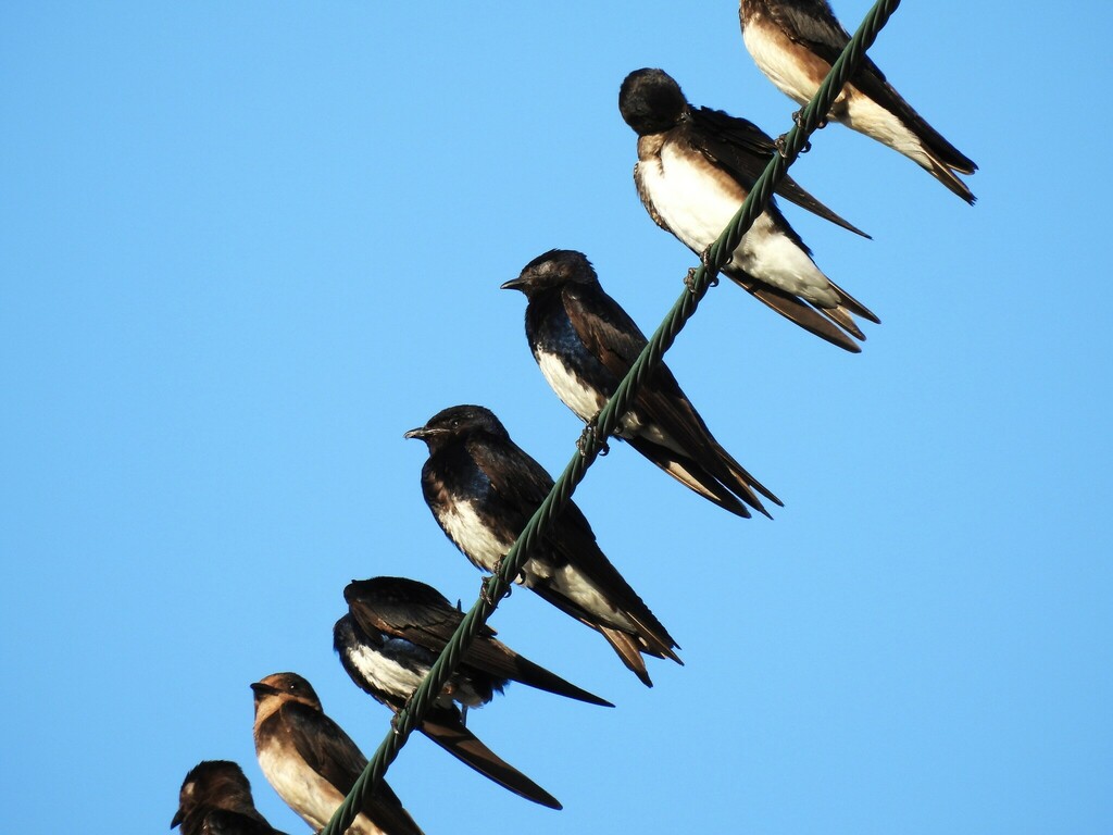 Caribbean Martin from Boquerón, Cabo Rojo, Puerto Rico on September 3 ...