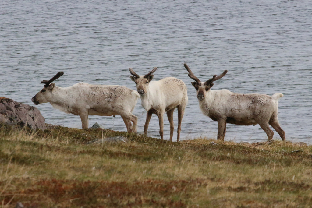 Mountain Reindeer (Rangifer tarandus tarandus) - Know Your Mammals