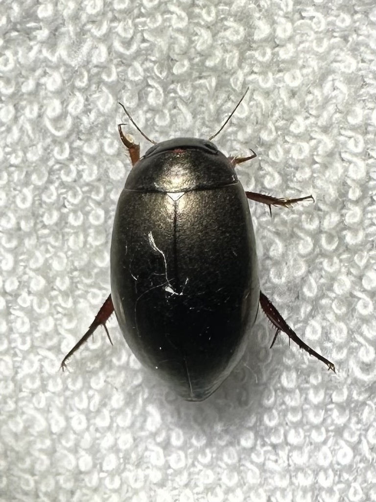 Ilybius from Shipshaw, Saguenay, QC, CA on September 4, 2023 at 09:20 ...