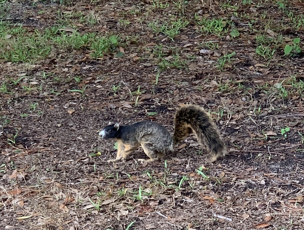 Fox Squirrel from Rio Pinar Golf & Country Club, Orlando, FL, US on ...
