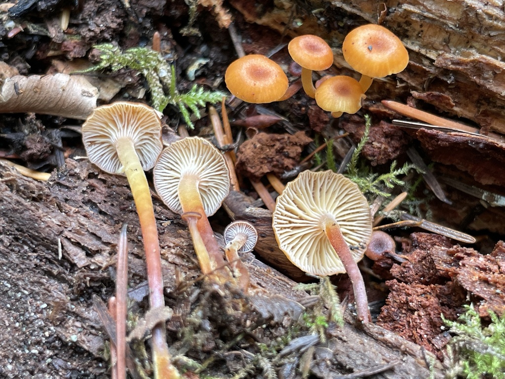 Xeromphalina from I-90 W, Issaquah, WA, US on September 5, 2023 at 01: ...