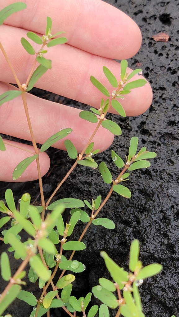Spotted spurge from Hawaiian Paradise Park, HI, USA on August 25, 2023 ...